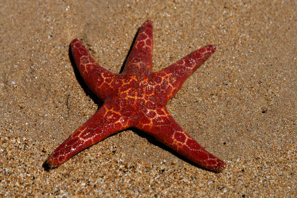 Wells Bring Hope How to Save an African Starfish