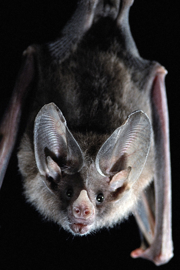 Wells Bring Hope The Superpowers of Desert Animals