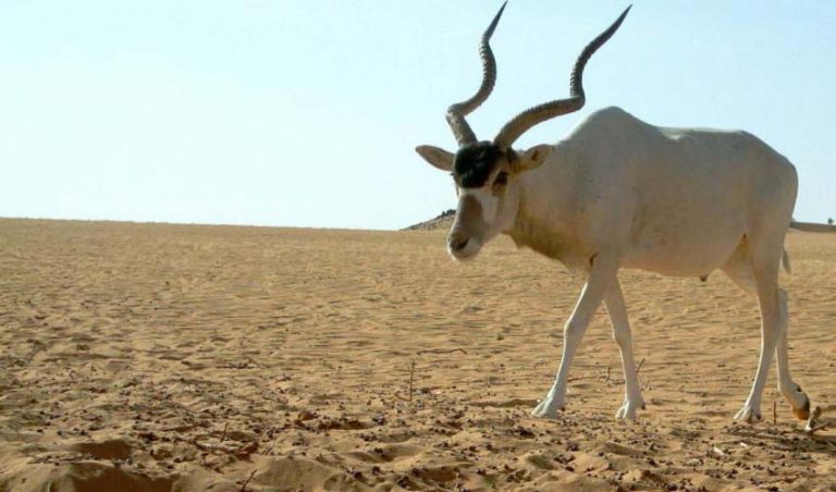 Wells Bring Hope Niger’s Critically Endangered Animals
