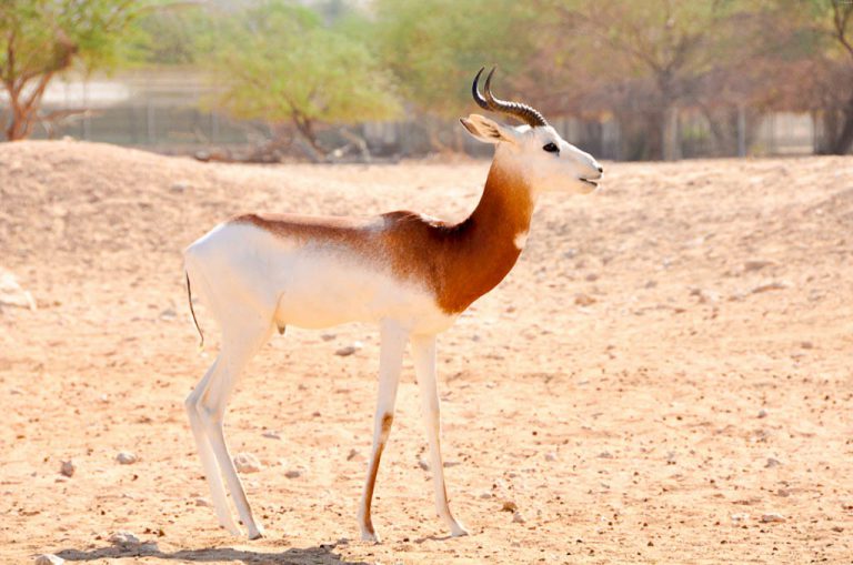 Wells Bring Hope Niger’s Critically Endangered Animals