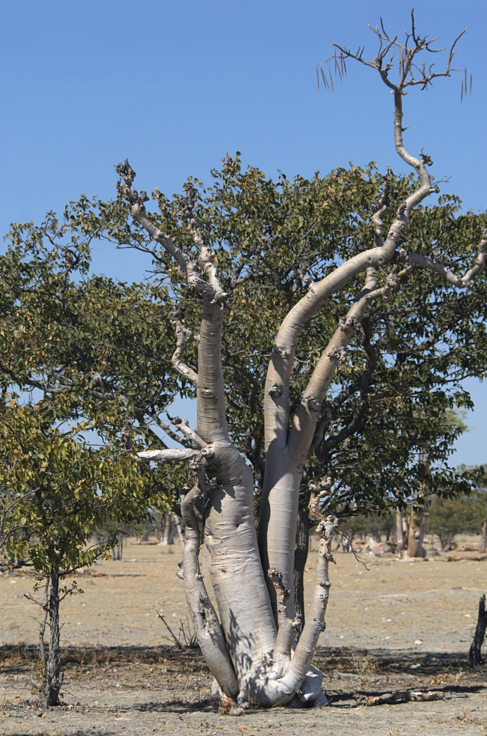 Wells Bring Hope Million more trees in Niger – An Australian farmer ...